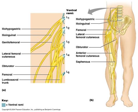 Plexuses Of Spinal Nerves Cervical Plexus The Nervous System