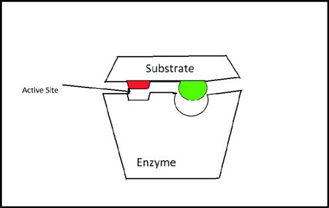 Active Site Of An Enzyme Where Substrate Binds The Enzyme Specificity