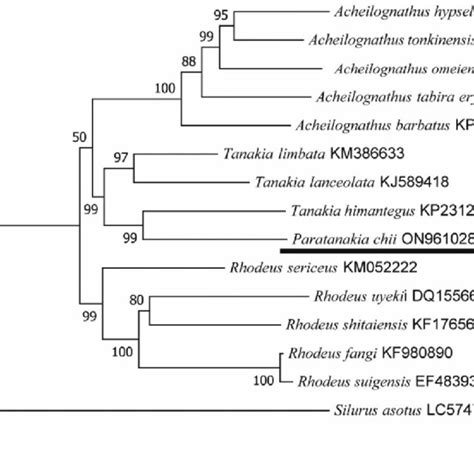 The Phylogenetic Tree Is Based On The Complete Mitochondrial Genomes Of