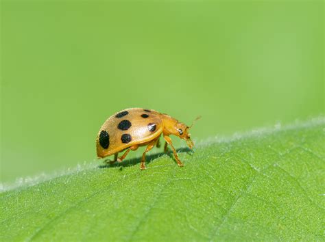 Golden Lady Bug | Backcountry Gallery Photography Forums