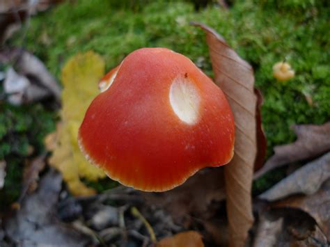 Mushroom Smurf Cheaper Than Retail Price Buy Clothing Accessories And Lifestyle Products For