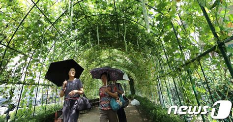 조롱박 그늘터널엔 가을이 성큼