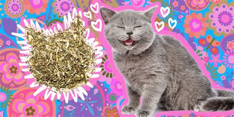 Why Do Cats Like Catnip So Much A Vet Explains DodoWell The Dodo