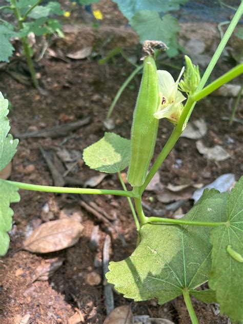 Organic Lady Finger Or Okra Seeds For Sale In India Plantsville In