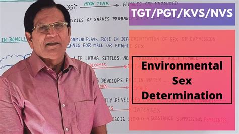 Environmental Sex Determination Tgtpgtkvsnvs Youtube