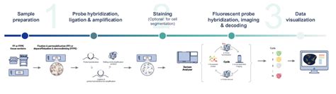 Xenium In Situ Cancer Genomics Center Uthealth Houston