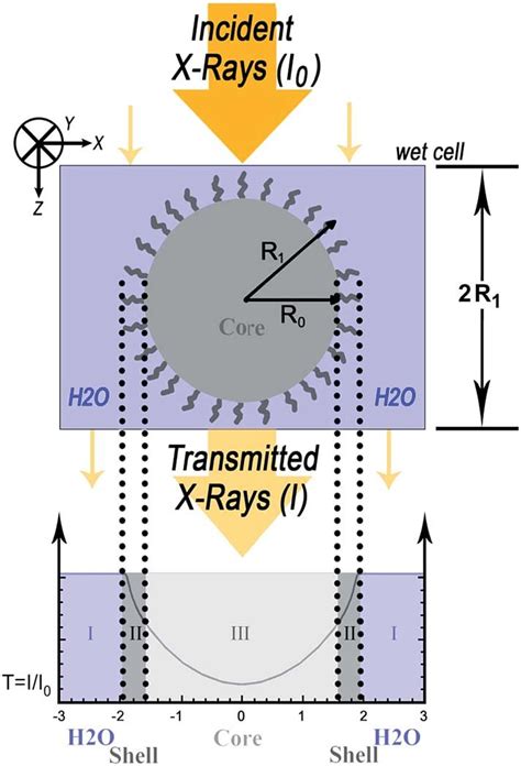 Top Schematic Model Of A Spherical Microgel Particle Consisting Of A Download Scientific