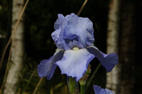 Iris Jane Phillips Tb Ballyrobert Gardens