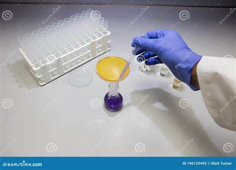 Microbiologist In A Laboratory Analysing Bacteria Samples On A Plate Scientist Working In A