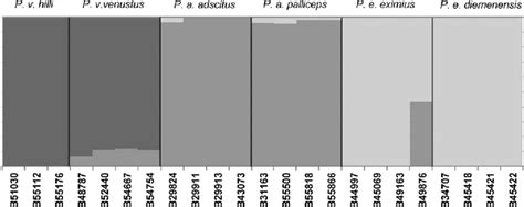 Results Of A Structure Pritchard Et Al 2000 Clustering Analysis Of Download Scientific