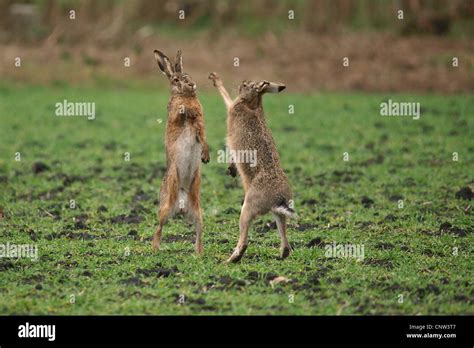 European Hare Lepus Europaeus Mating Time Fight Between Male And Female Austria Neusiedler