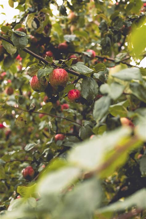 Cider House — CIDERHUSET