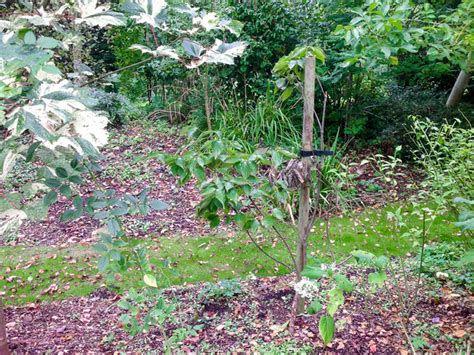 Pember House Jo Edwards Gardens