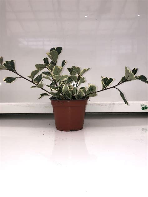 Ficus Triangularis Variegata — Plant Wholesale Floraccess