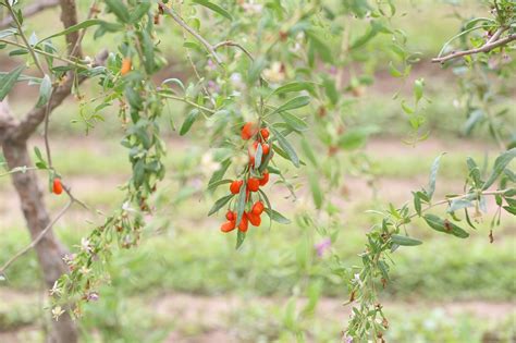 China Ningxia Wolfberry Chinese Free Photo On Pixabay Pixabay