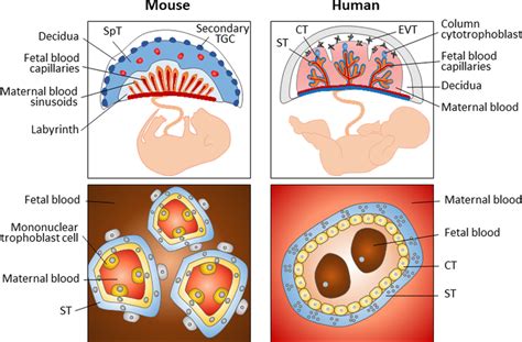 Structure Of Human And Mouse Mature Placenta Structure Of The Mouse Download Scientific