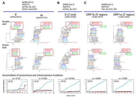 Strong Purifying Selection On Complete And Partial Gene Regions Among Download Scientific