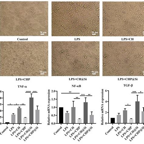 Effects Of CH CHP CH Si And CHP Si Hydrogels On Macrophage Download Scientific Diagram