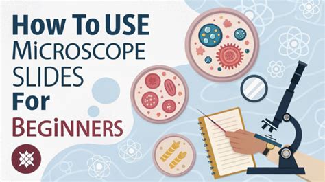 How To Use Microscope Slides For Beginners