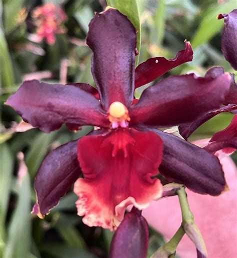 Wilsonara Witchs Fire Ablaze