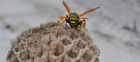 What Does A Wasp Nest Look Like The Exterminator Pest Control