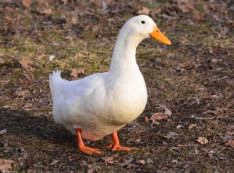 American Pekin Duck Pekin Duck Jaunt Bird Lovers