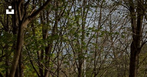 나무가 많고 스케이트 보드에 사람이 있는 공원 사진 Unsplash의 무료 토론토 이미지