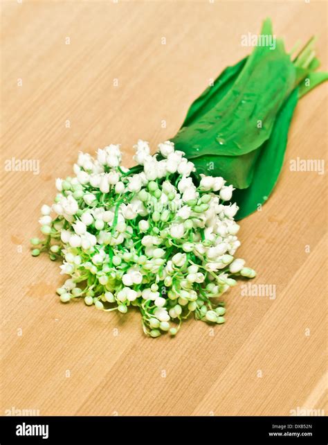 Lily Of The Valley May Lily Stock Photo Alamy