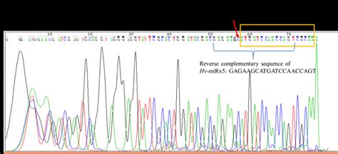 figure s4 the sequencing verification of mirna stem loop qrt pcr