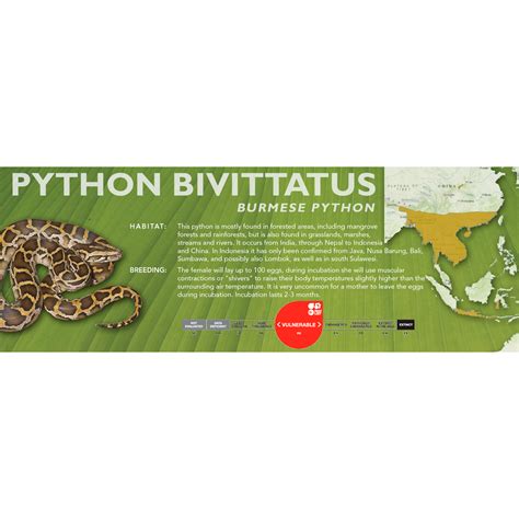 Burmese Python Python Bivittatus Standard Vivarium Label Cloud Forest Design