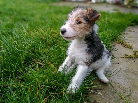 Mini Wire Haired Fox Terrier 25 Cute Wire Fox Terrier Puppies For