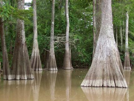 Bald Cypress Tree Pictures Facts On Bald Cypress Trees