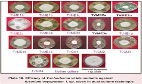 Improvement In Biocontrol Ability Of Trichoderma Through Chemical Mutation And Gamma Irradiation