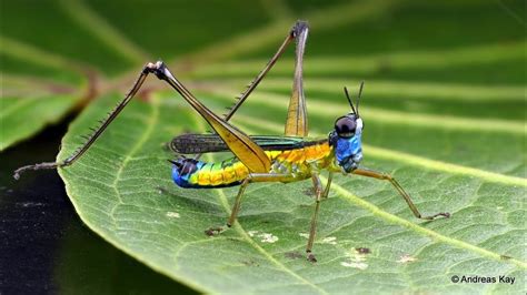Colorful Monkey Grasshopper From The Amazon Rainforest Of Ecuador Youtube