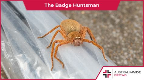 Huntsman Spider Bite Symptoms