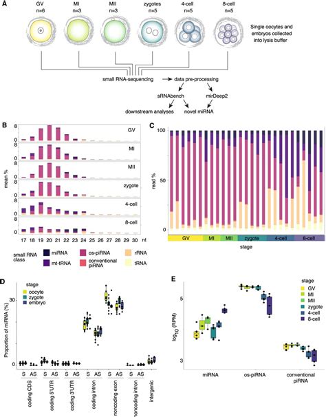 Small RNA Expression And MiRNA Modification Dynamics In Human Oocytes And Early Embryos