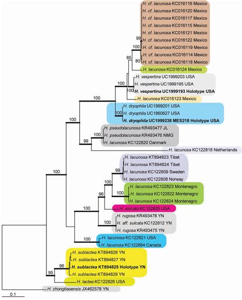 Phylogenetic Tree Inferred From Most Likelihood ML Analysis And Download Scientific Diagram