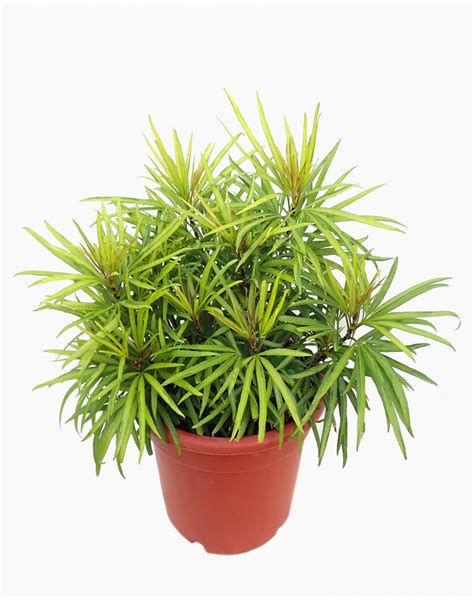 Osmoxylon Lineare Lime