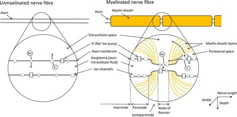 Schematics Of Unmyelinated A And Myelinated B Nerve Fibres Showing Download Scientific