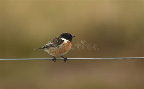 A Male Stonechat Bird Saxicola Torquata Perched On A Wire Fence Stock