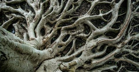 Why Root Nodules Are Important In The Nitrogen Cycle Master Hi