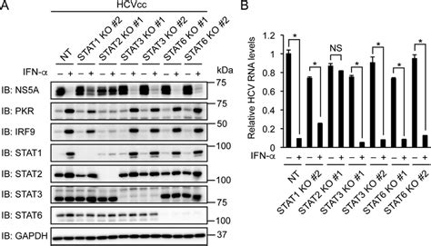 Knockout Of Stat3 Or Stat6 Does Not Affect The Inhibition Of Hcv Download Scientific Diagram