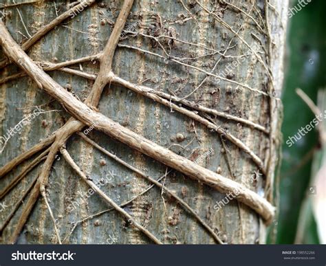 Roots Of Clinging Vine Creeping Climbing On A Large Tree In Rain Forest Jungle In Thailand Stock