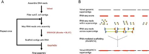 sequencing strategy a genomic reads are assembled using the velvet
