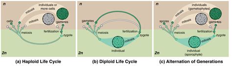 Meiosis OpenCurriculum
