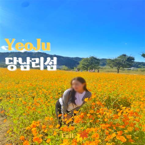 경기도 여주 가볼만한곳 당남리섬 핑크뮬리 코스모스 명소 네이버 블로그