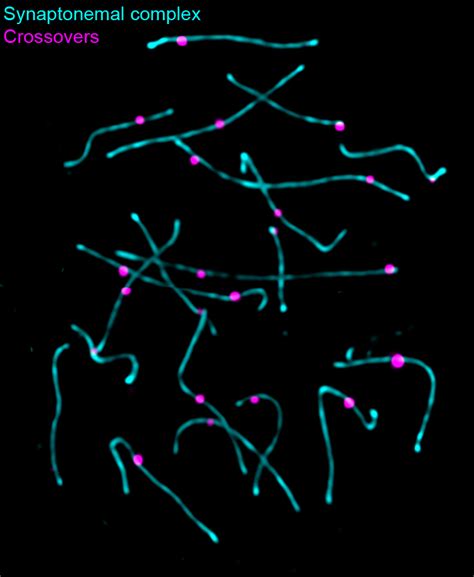 Investigating Chromosome Structure And Function During Development 2024 Nichd Annual Report