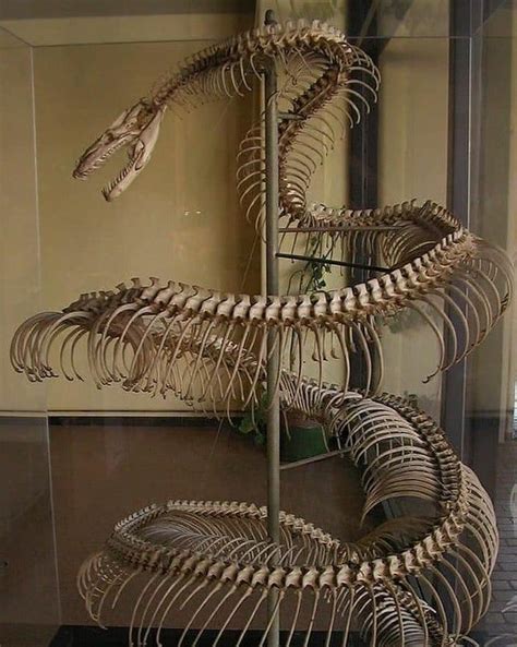 Titanoboa Skeleton Naturewasmetal Geology Found Art Prehistoric