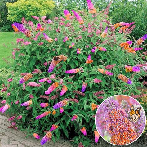 How To Grow Butterfly Bush From Seed Peace Love Garden