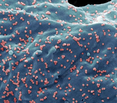 Sars Cov 2 Omicron Variant Sem Stock Image C0549618 Science